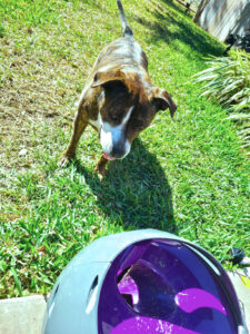 7 Best Automatic Fetch Machine for Dogs [Top 7 Picks]