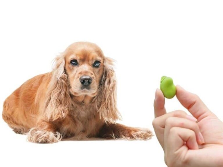 Can Dogs Eat Beans? Guide about Dog and Beans [2023]