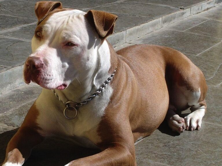 How to Make Your Pitbull Muscular? - TheDogCafé