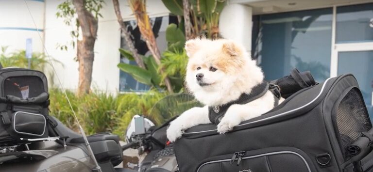 8 Best Motorcycle Pet Carrier for Safe Ride [2023 Reviews]