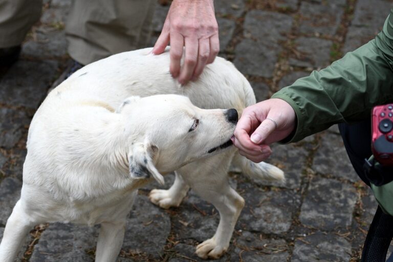 Why Does My Dog Lick My Hands? All You Need to Know