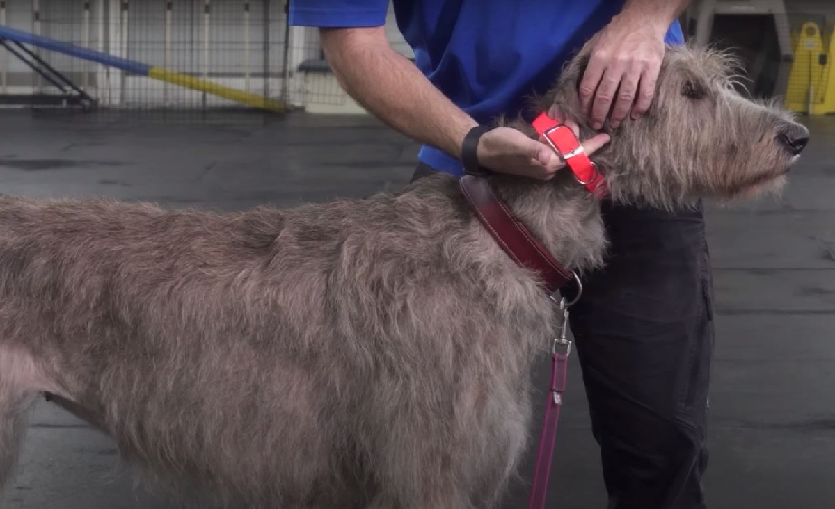 How to Adjust a Dog Collar: Tips for a Happy and Secure Pup