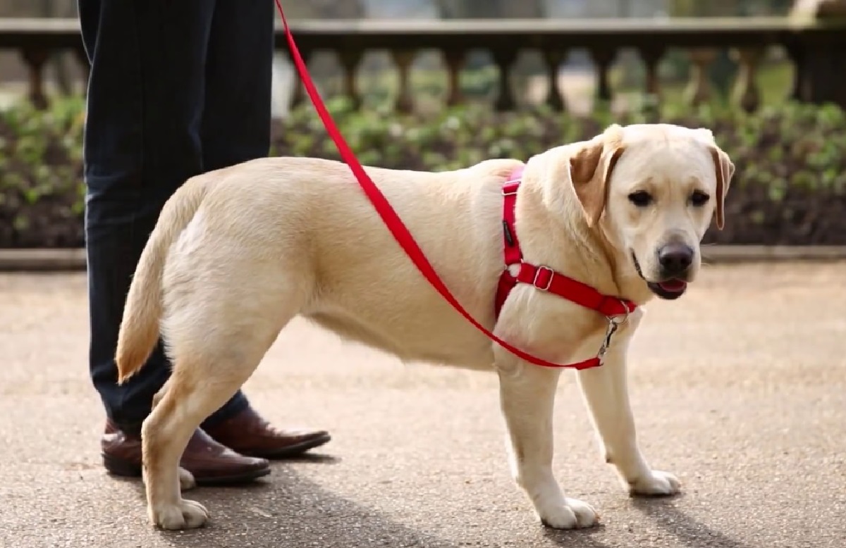 Harness Vs. Collar: Making the Ideal Choice for Your Canine