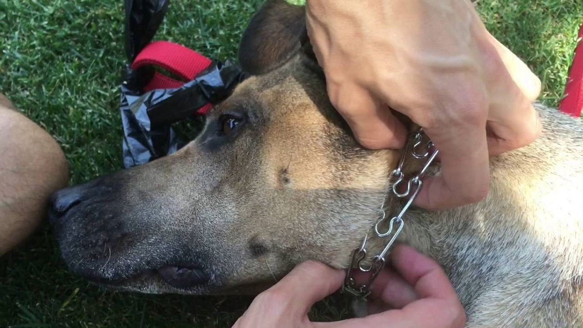 How to Adjust a Dog Collar: Tips for a Happy and Secure Pup