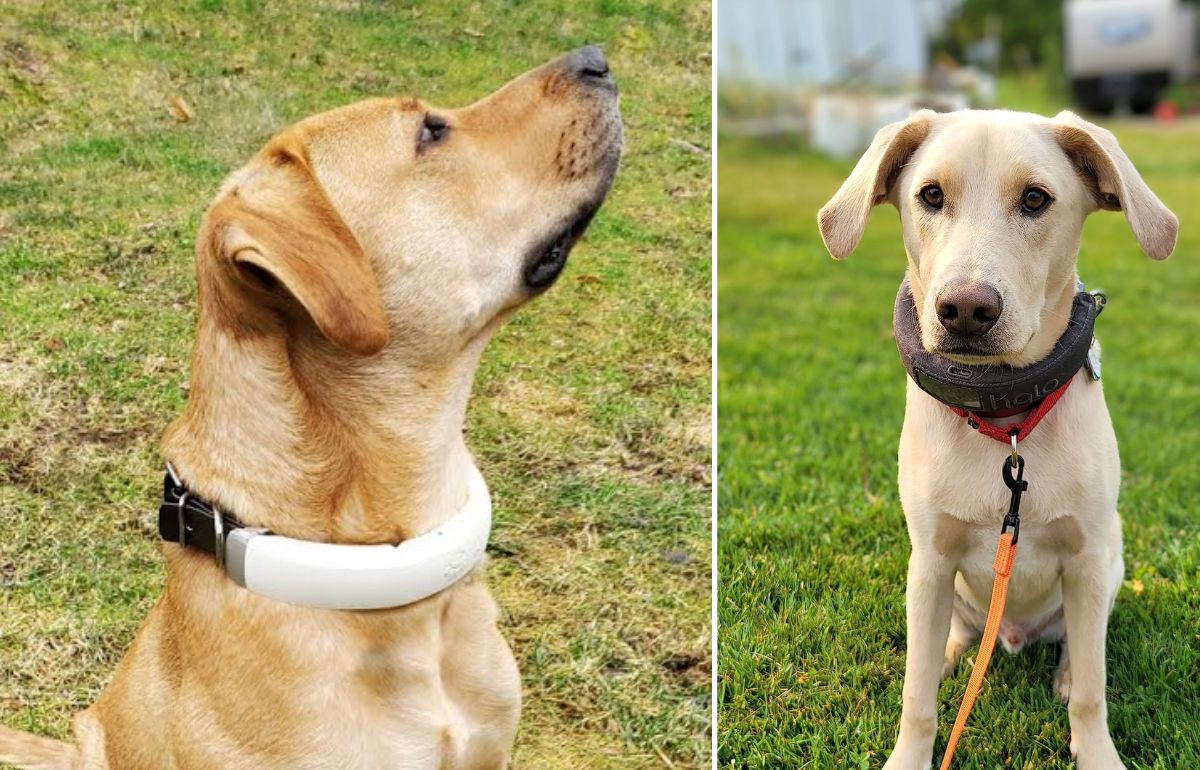 Best Invisible Dog Fence for Pet Safety: Top Picks Revealed