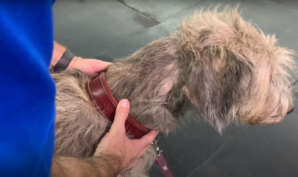 How to Adjust a Dog Collar: Tips for a Happy and Secure Pup