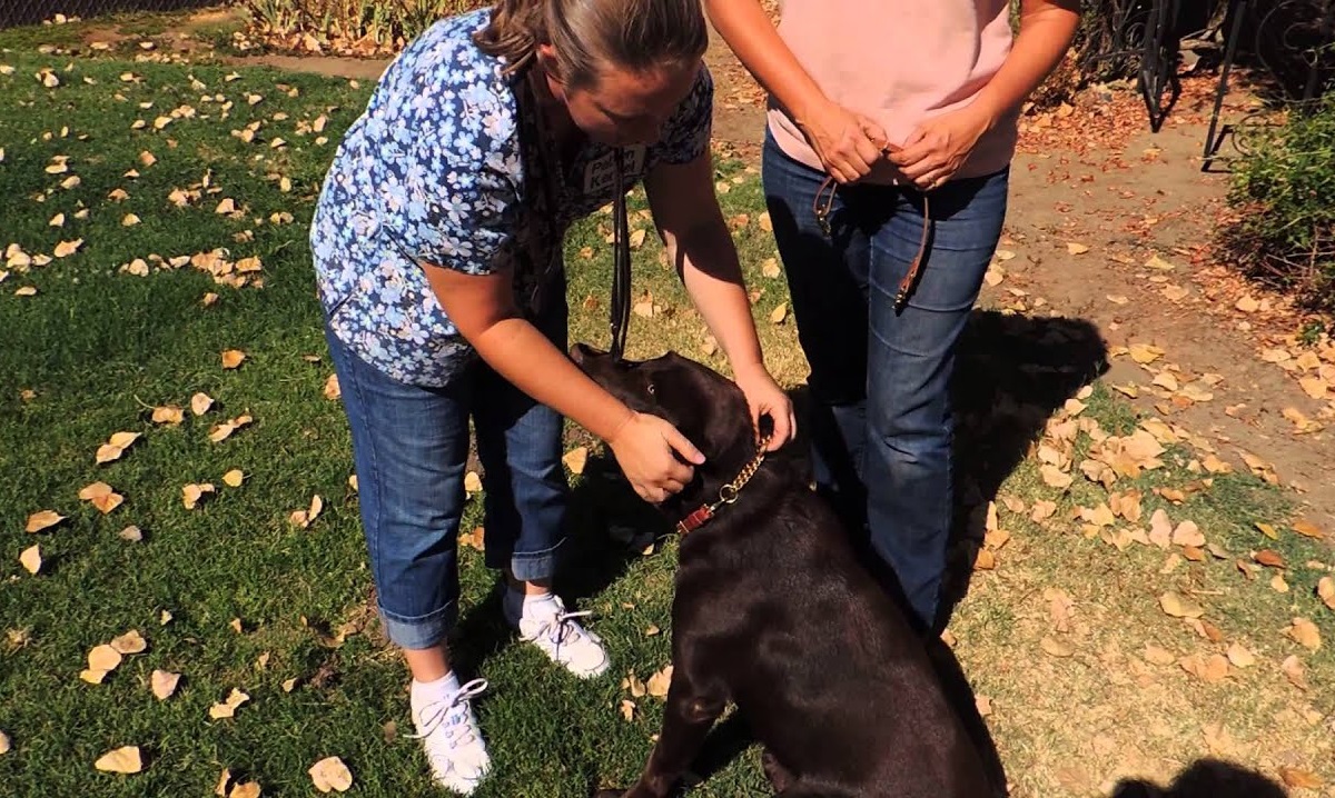 How to Adjust a Dog Collar: Tips for a Happy and Secure Pup
