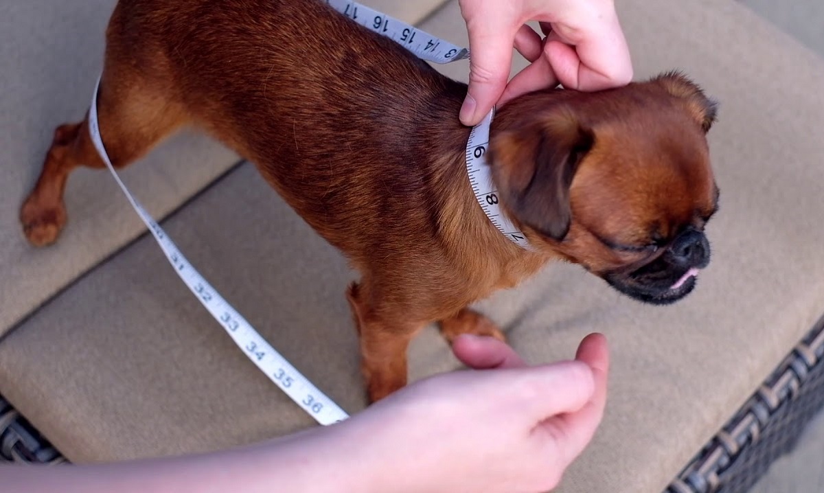 How to Adjust a Dog Collar: Tips for a Happy and Secure Pup