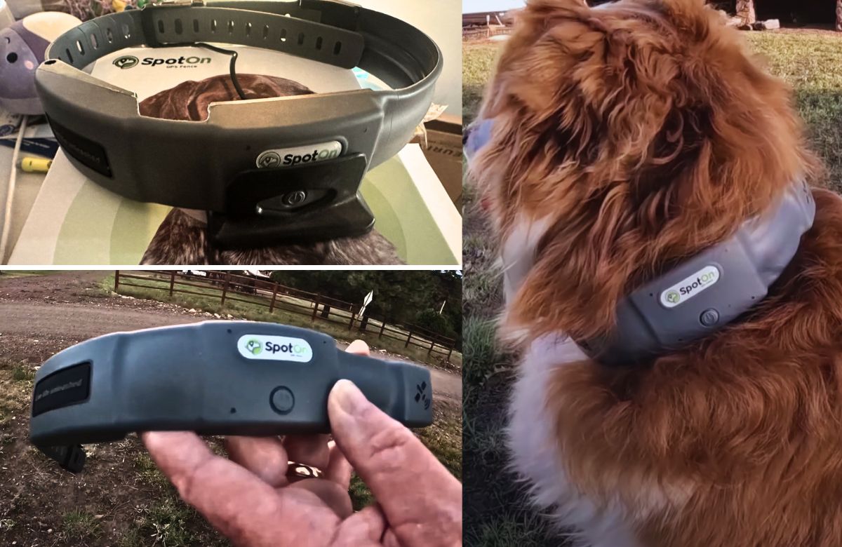 SpotOn Vs. Halo Dog Fence - Which One Is Right for You???