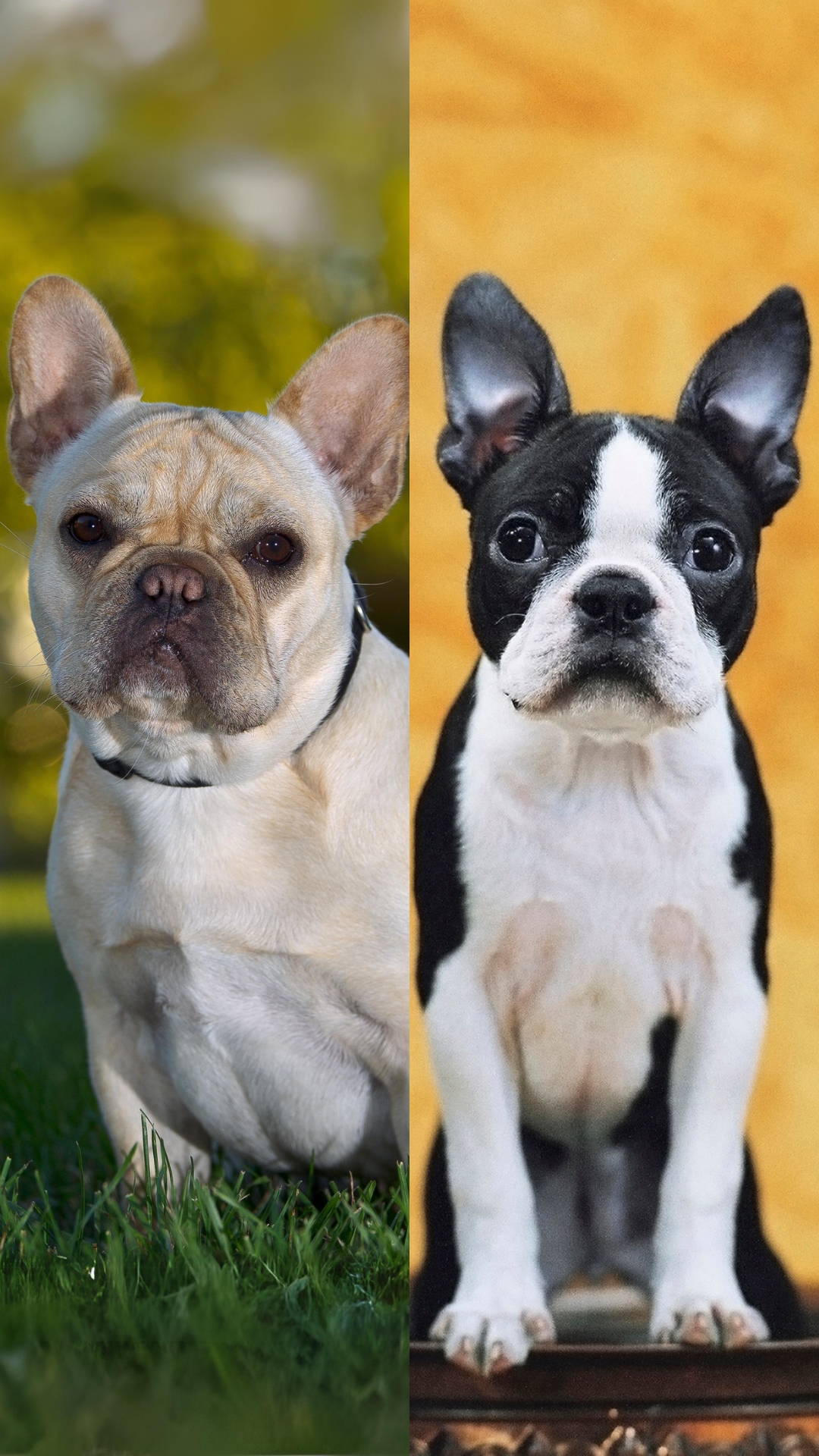 Son Boston Terriers Bulldogs Frances