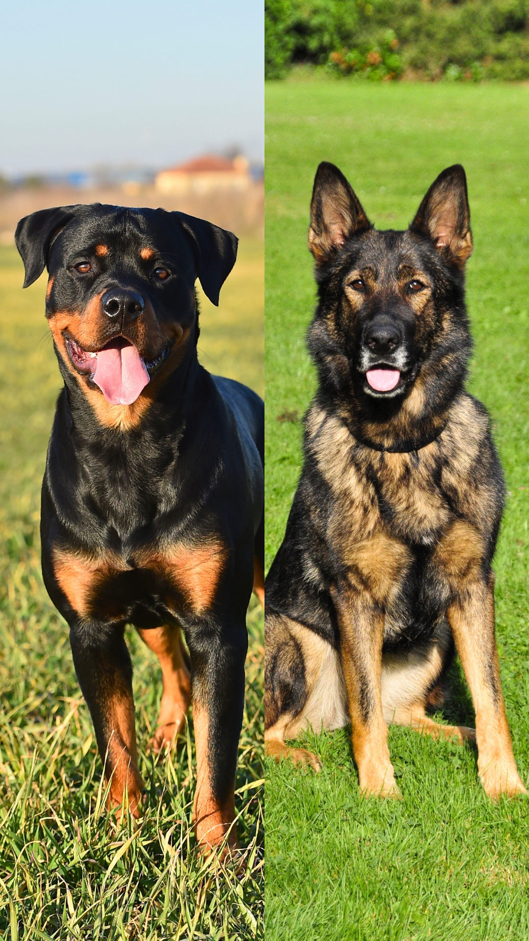 American Rottweiler Vs German Shepherd